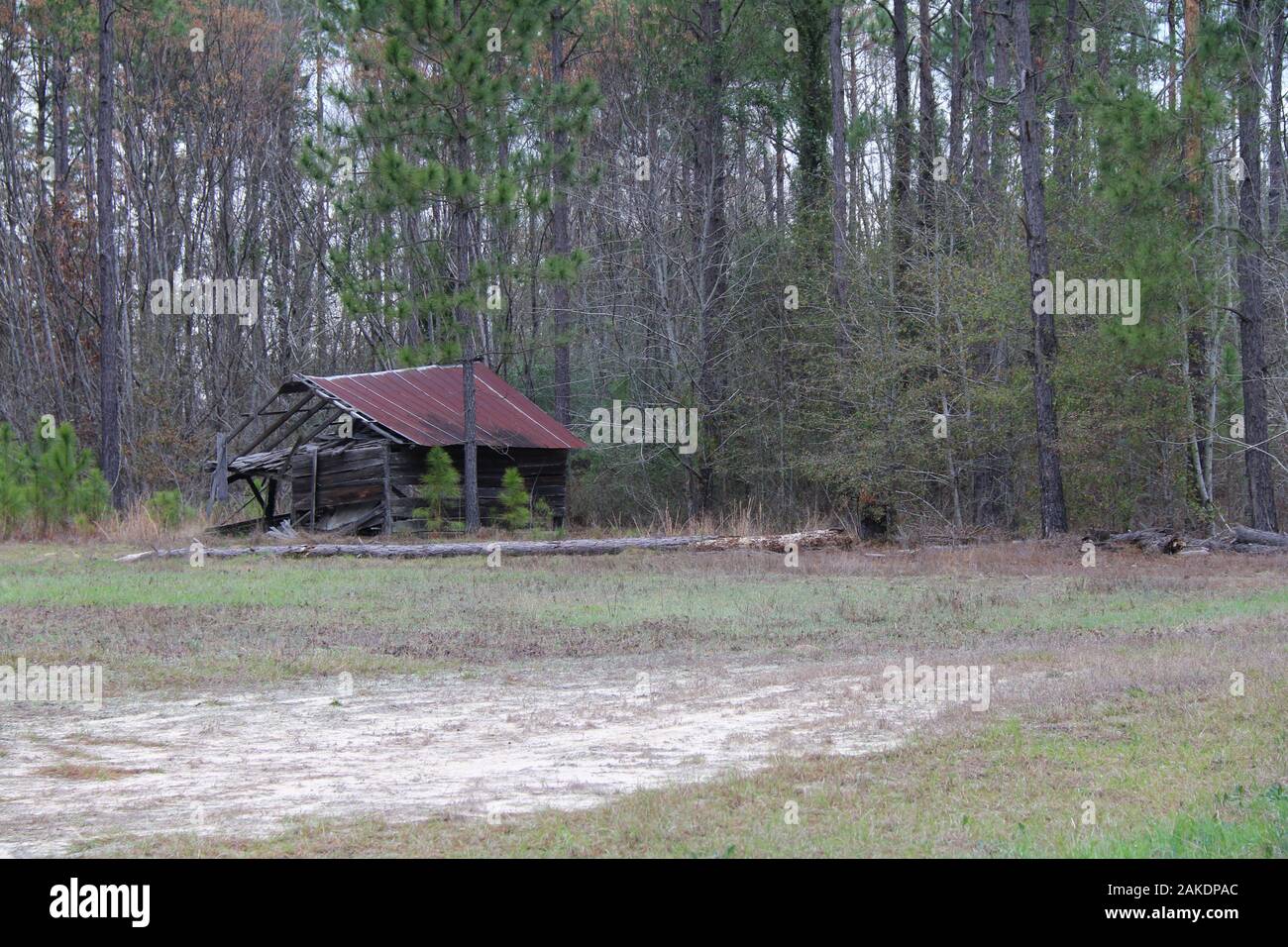 abandoned old run down shed outhouse woods forest swamp Stock Photo - Alamy