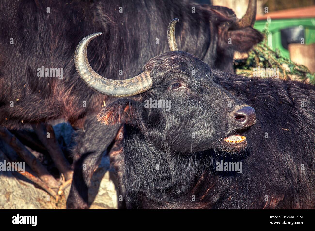 black buffalo with big horns Stock Photo - Alamy