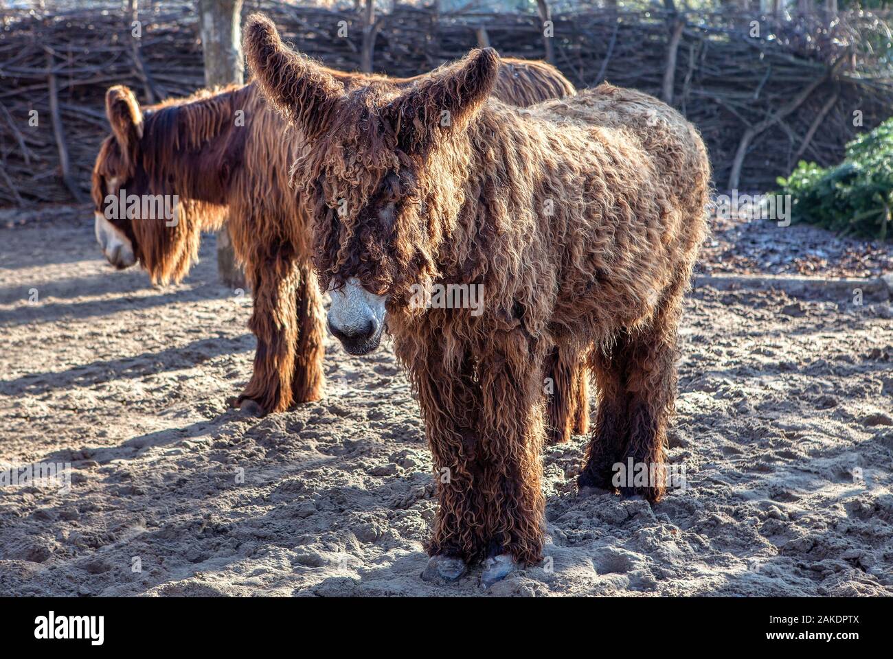 rare species of hairy donkey Stock Photo - Alamy