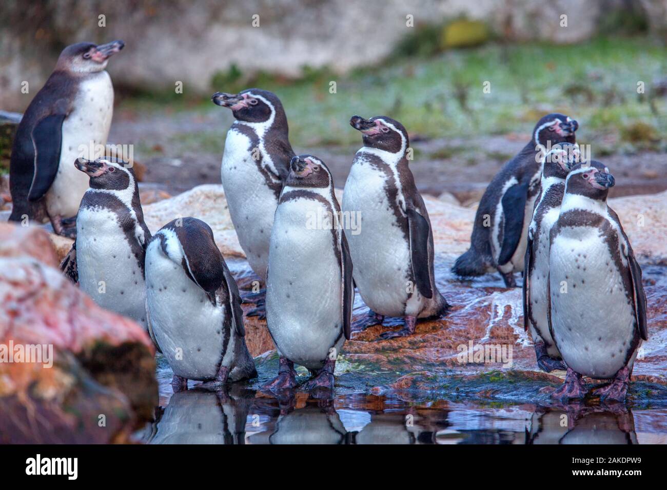 flock of penguins standing together Stock Photo - Alamy