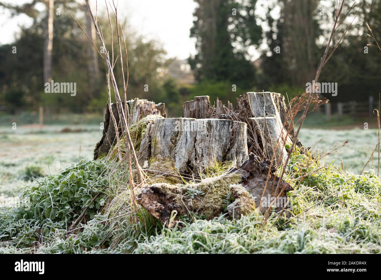 Old wetahered tree trunk detail on frosty spring morning Stock Photo ...