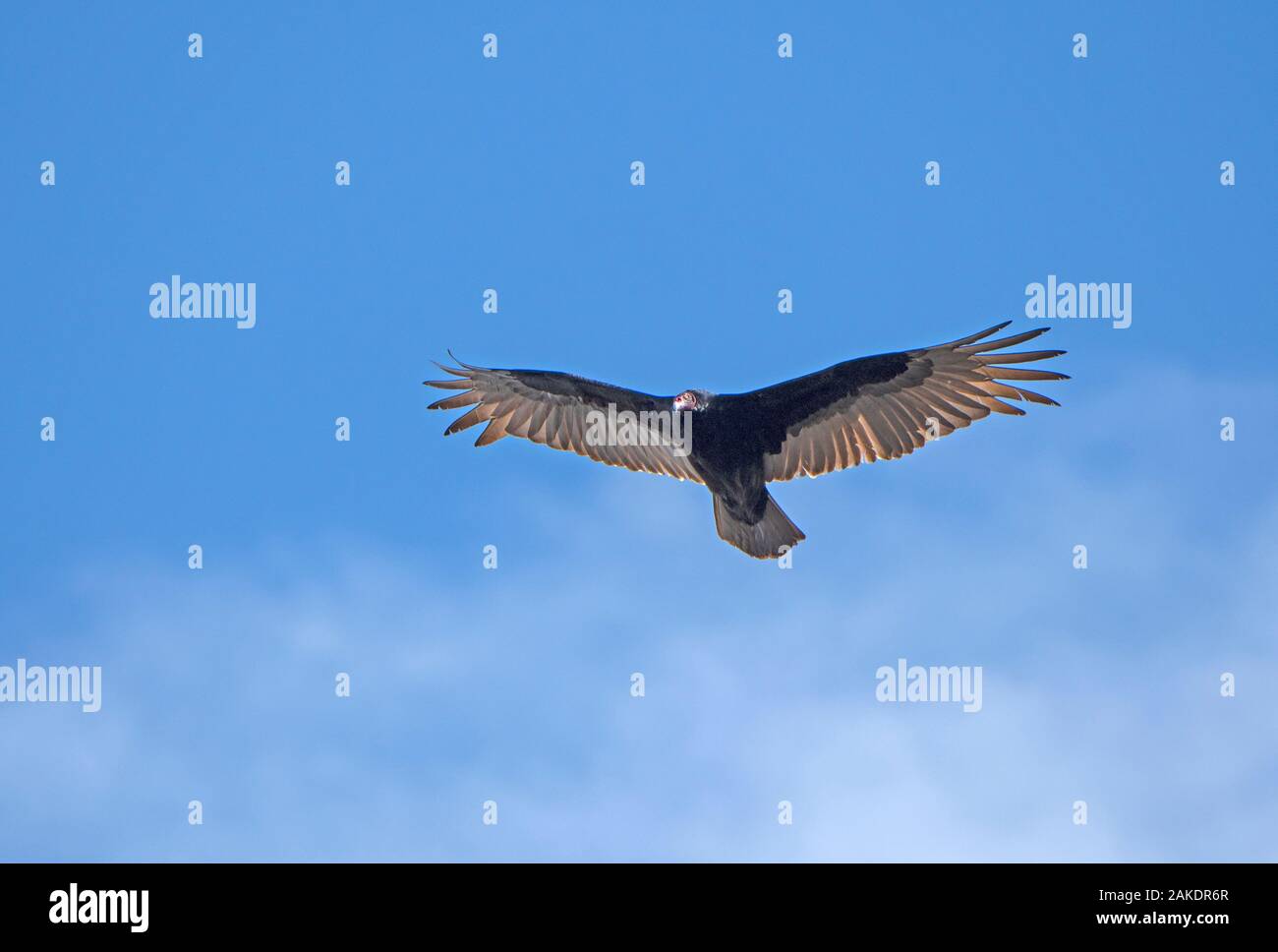 Turkey Vulture in Flight over the Okefenokee Swamp in Georgia Stock ...