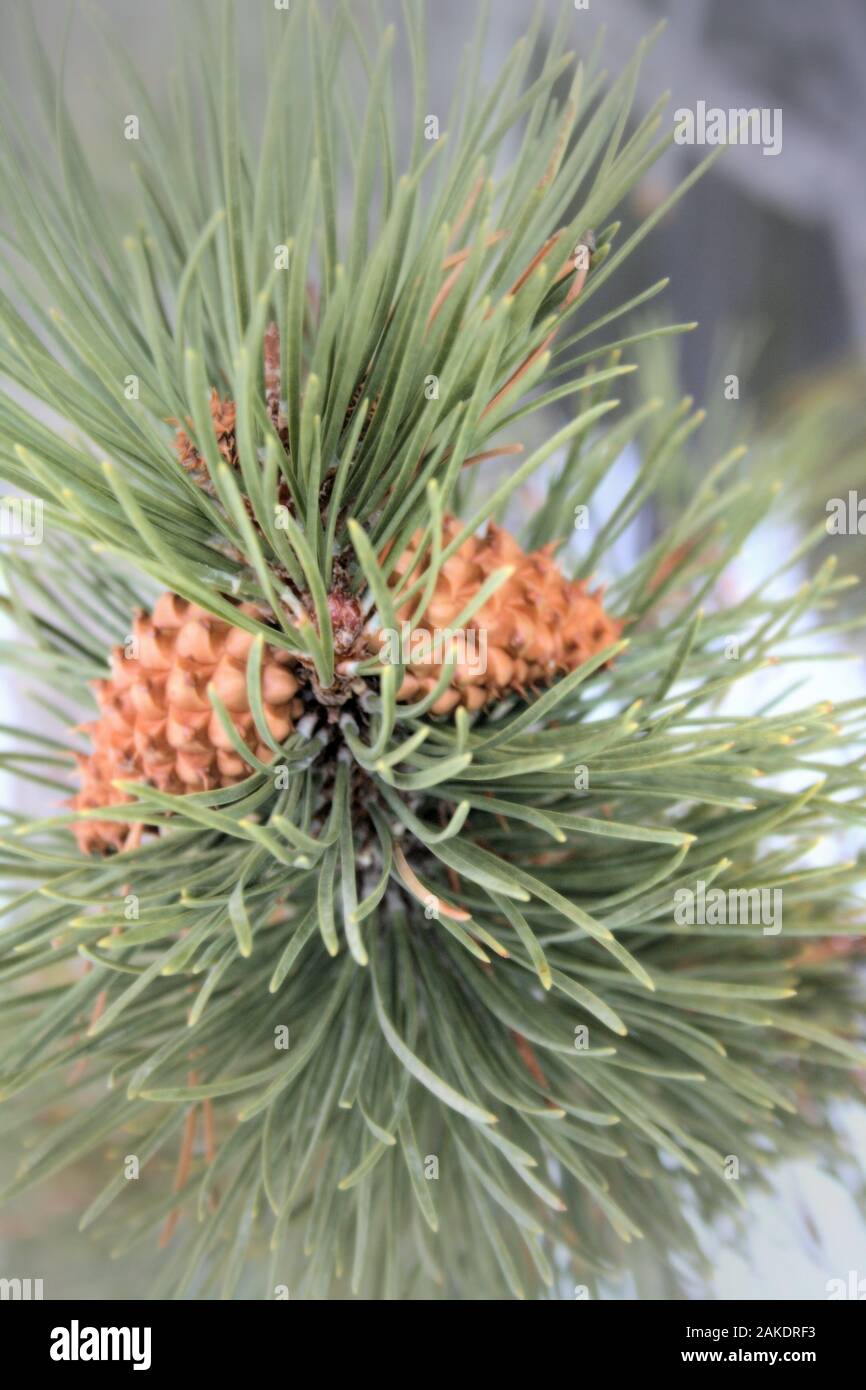 Mirrored cone hi-res stock photography and images - Alamy