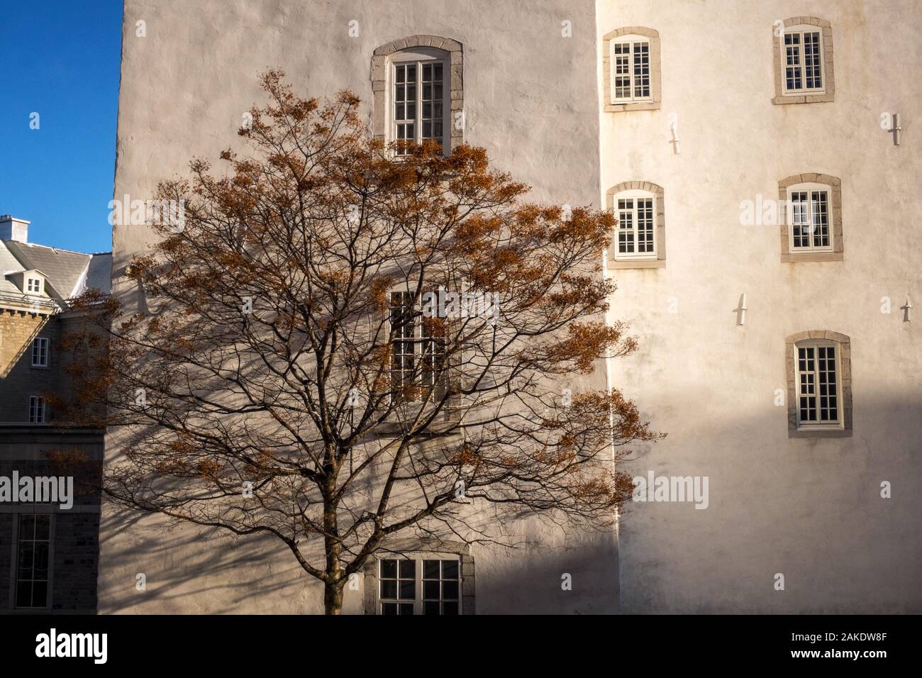 Canada tree hi-res stock photography and images - Alamy