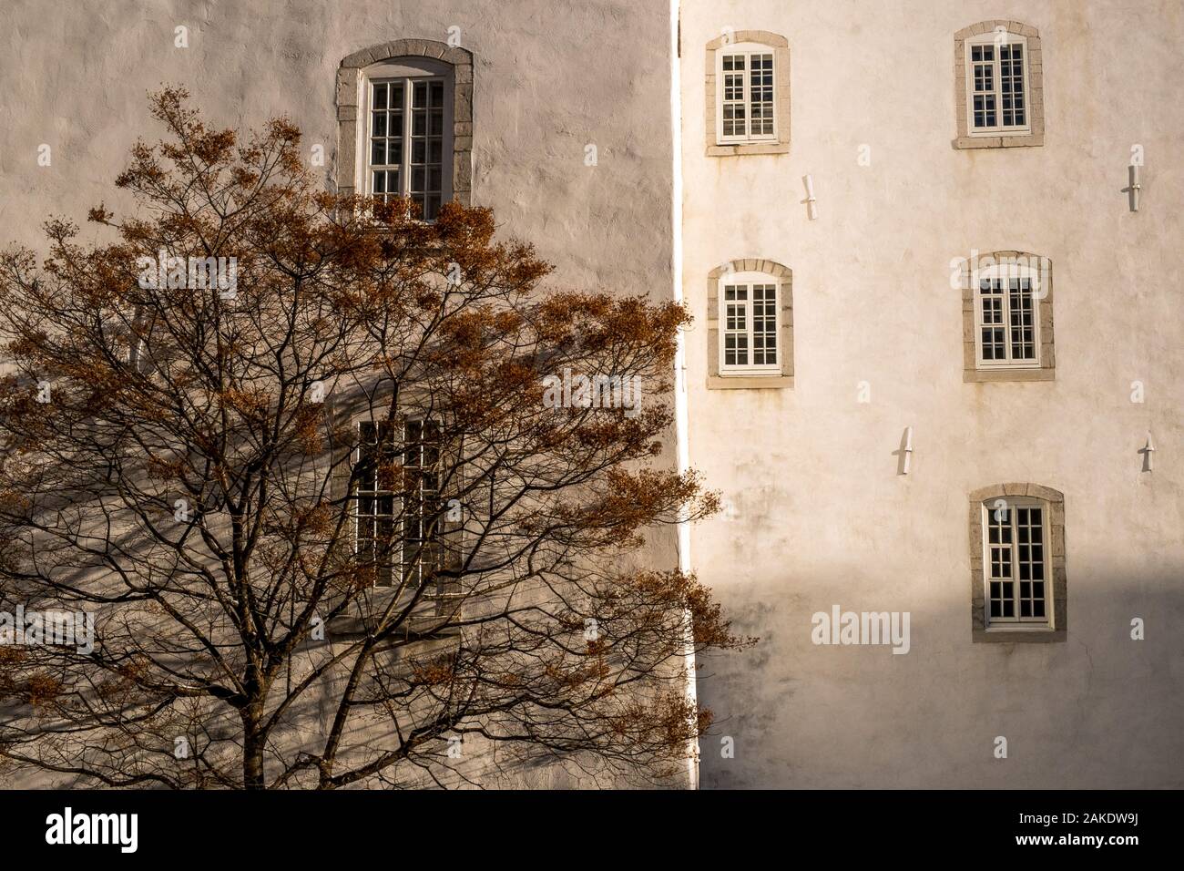 Canada tree hi-res stock photography and images - Alamy