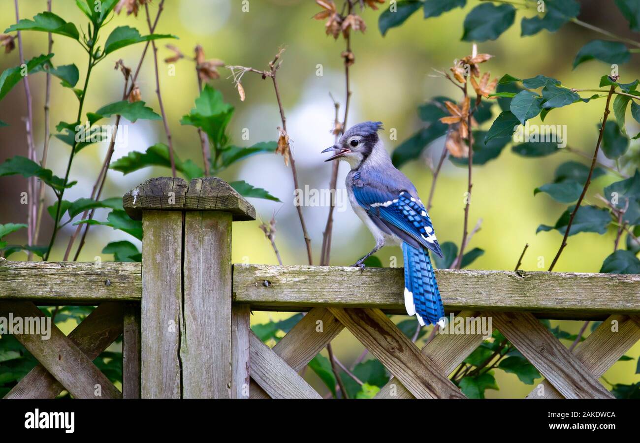 Blue jay bird open mouth hi-res stock photography and images - Alamy