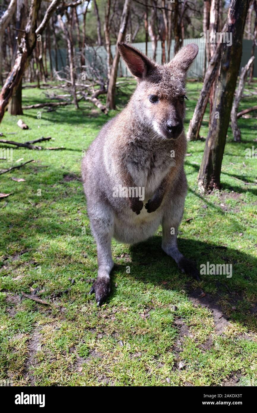 Moonlit Sanctuary Wildlife Park Stock Photo - Alamy