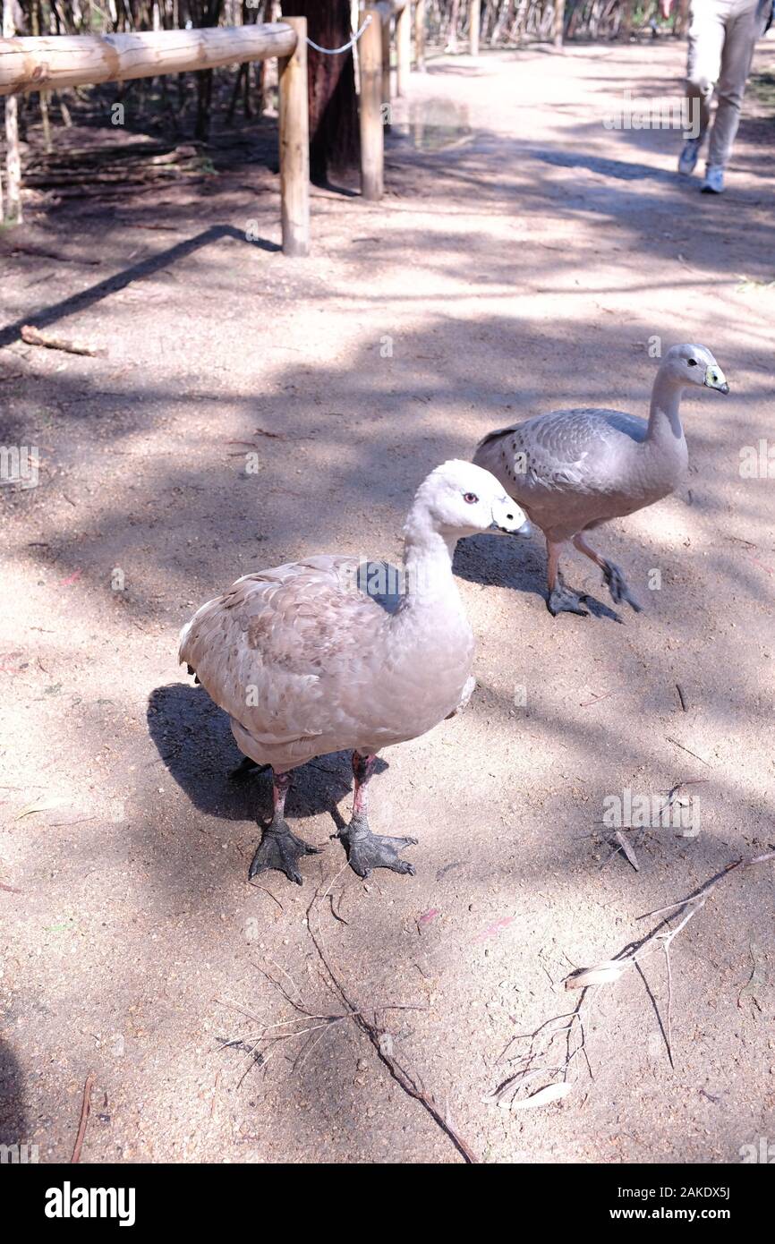 Moonlit Sanctuary Wildlife Park Stock Photo - Alamy