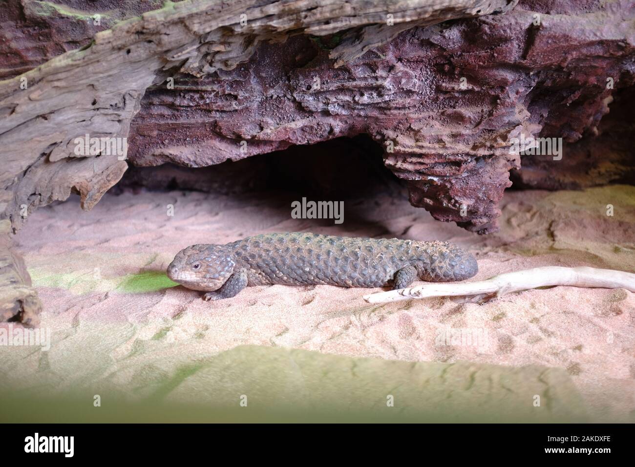 Moonlit Sanctuary Wildlife Park Stock Photo - Alamy