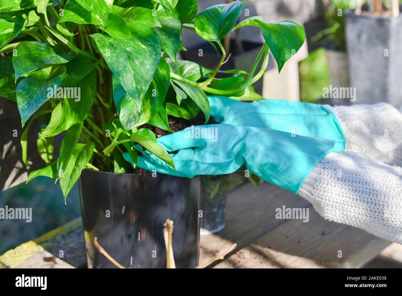 Woman filling pot soil hi-res stock photography and images - Alamy