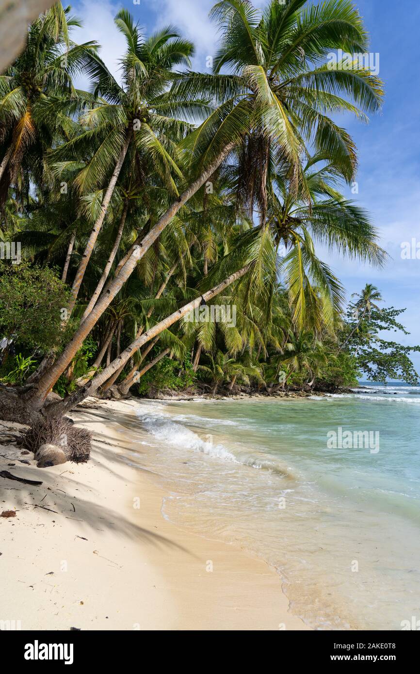 Waves lapping onto a coconut tree fringed shoreline,Giwan Beach,Siargao ...