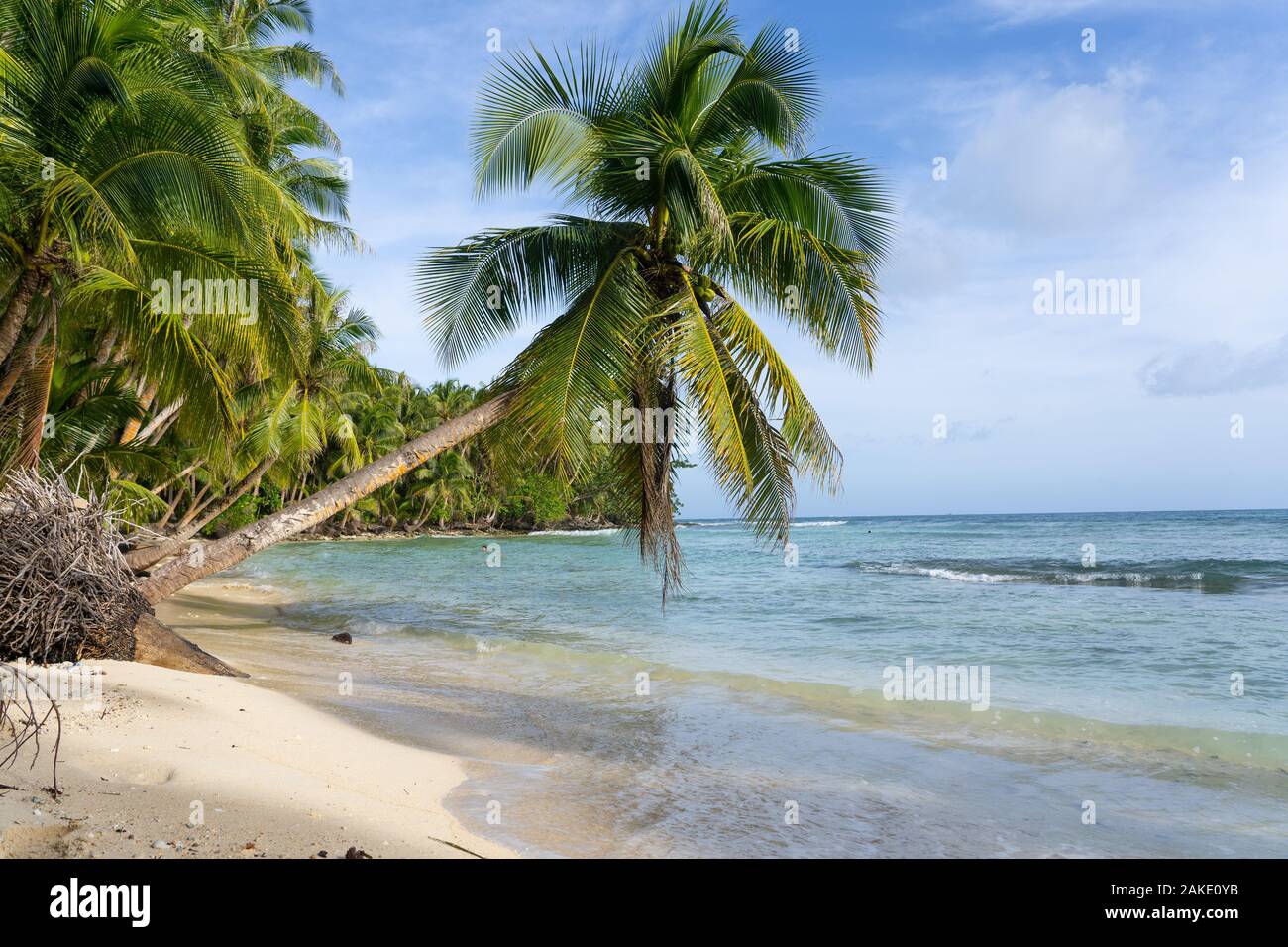 Waves lapping onto a coconut tree fringed shoreline,Giwan Beach,Siargao ...