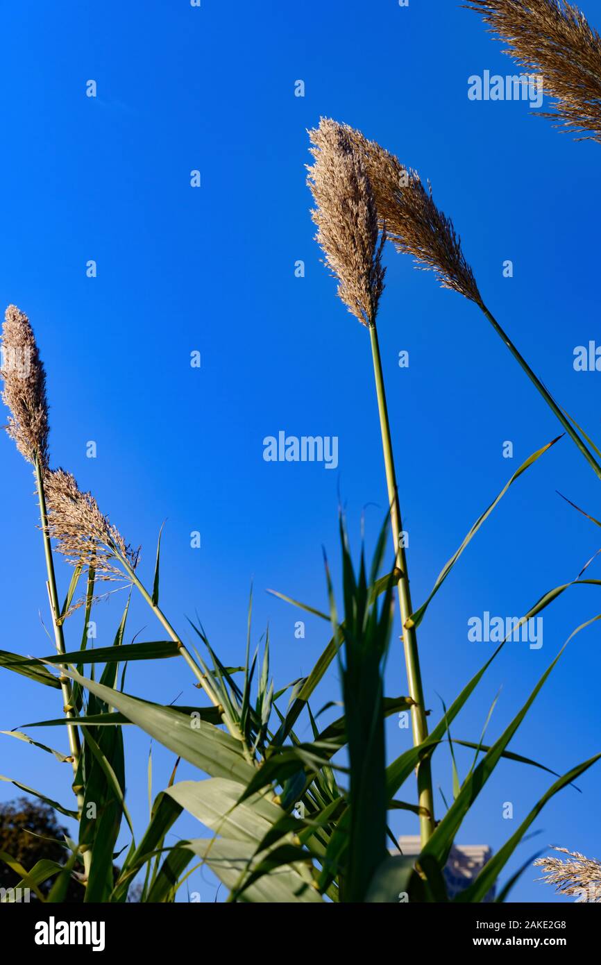 Reed or Arundo donax under clear blue sky vertical composition Stock ...