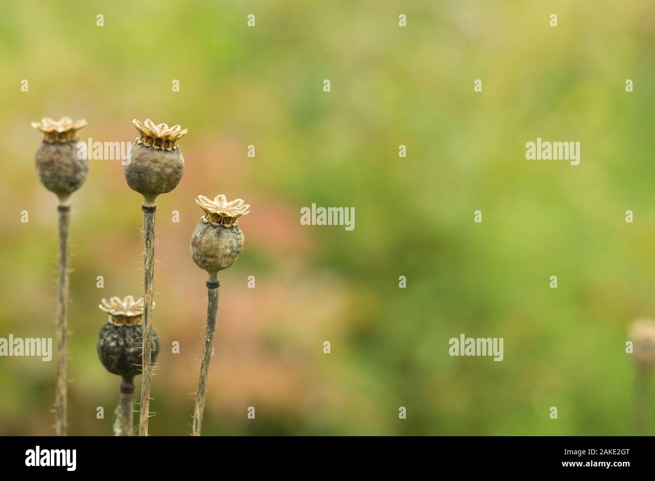 Dry poppy capsules with seeds on summer field Stock Photo - Alamy