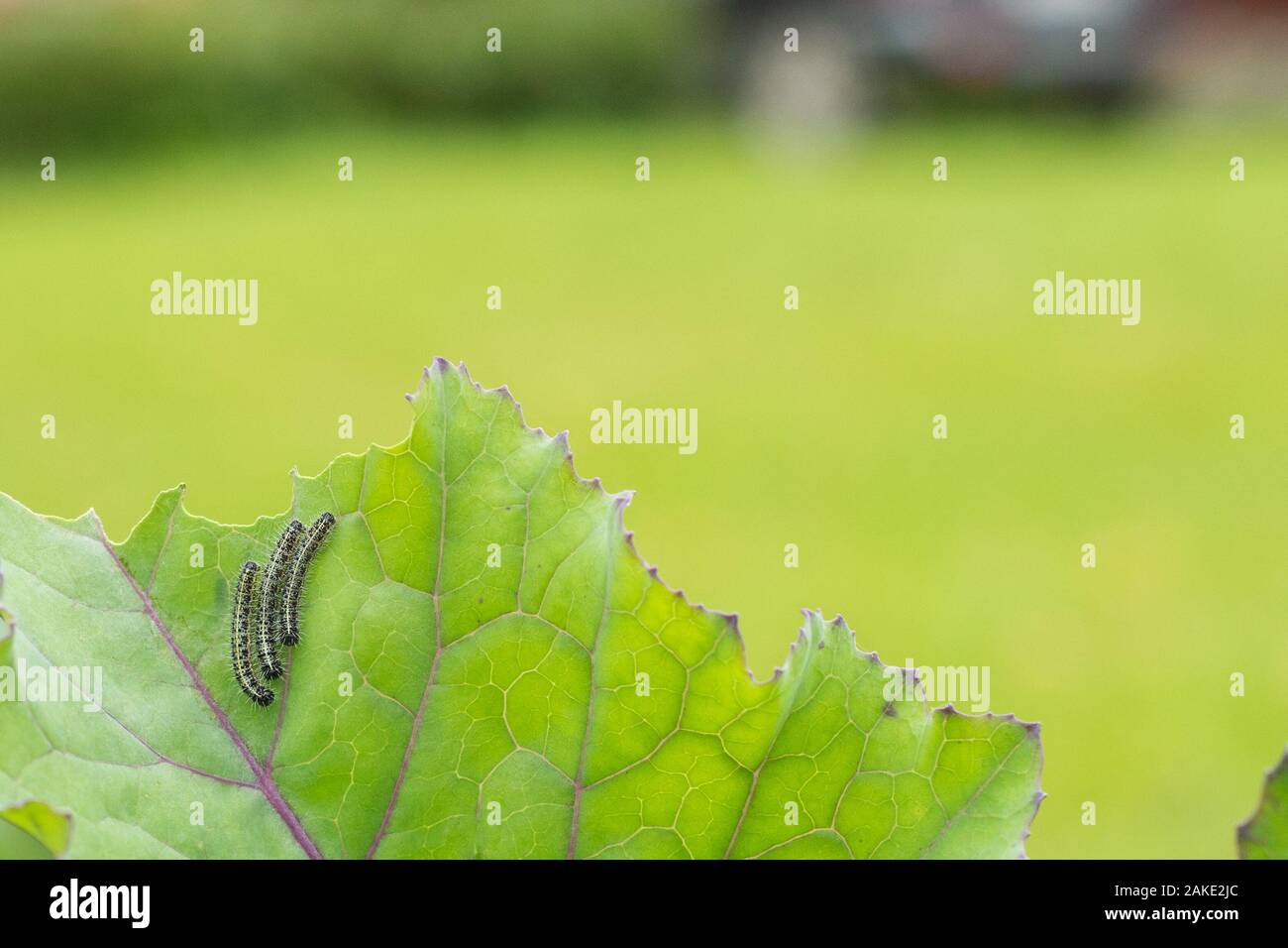 Cabbage butterfly chrysalis hi-res stock photography and images - Alamy