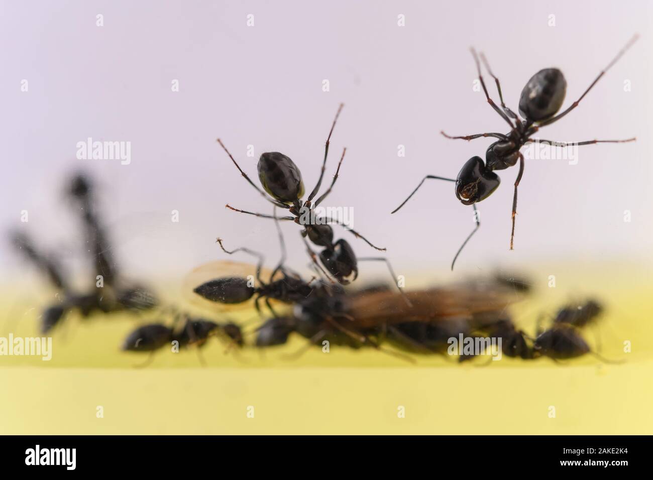 Ant tank hi-res stock photography and images - Alamy