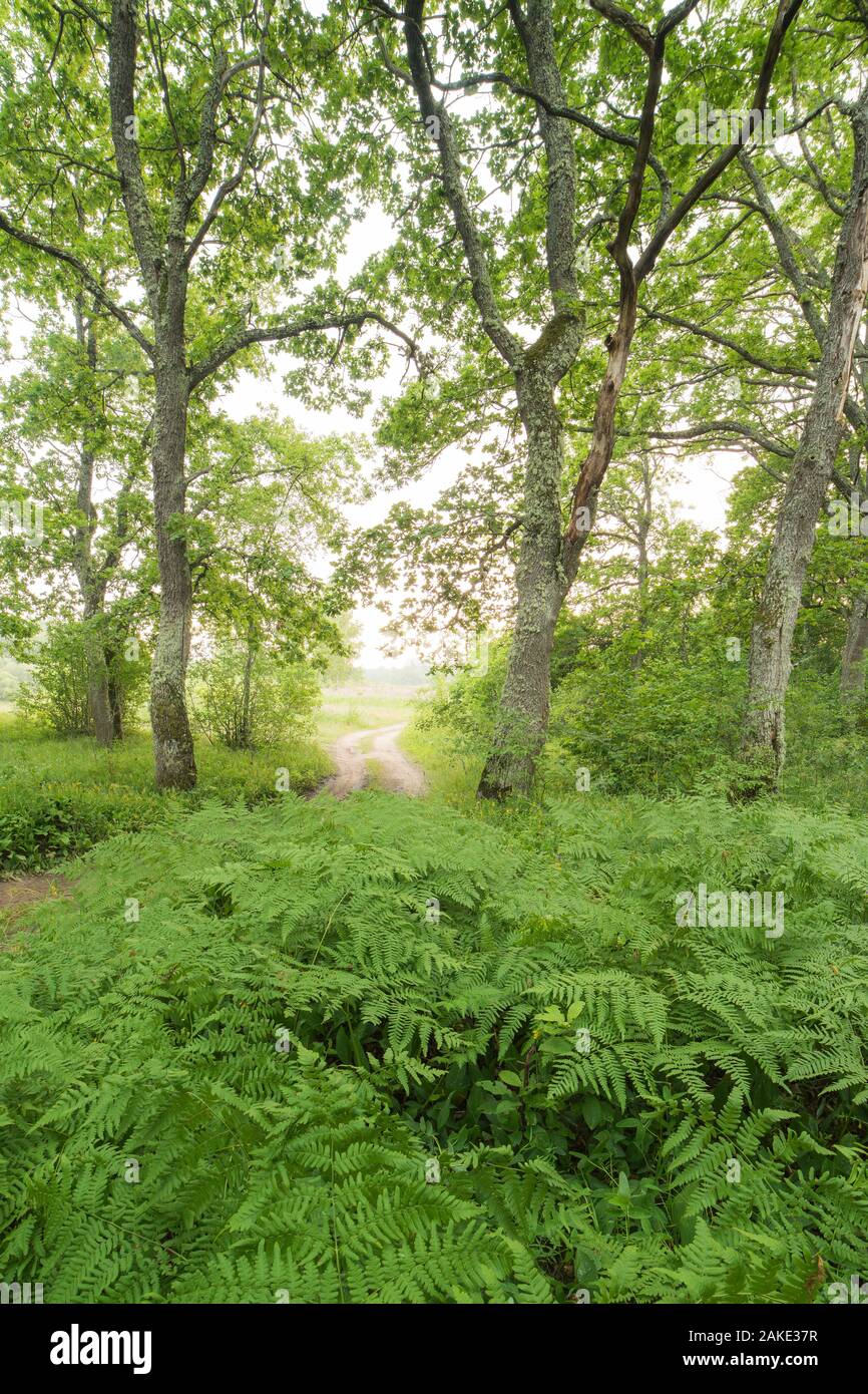 Native trees to ireland hi-res stock photography and images - Alamy