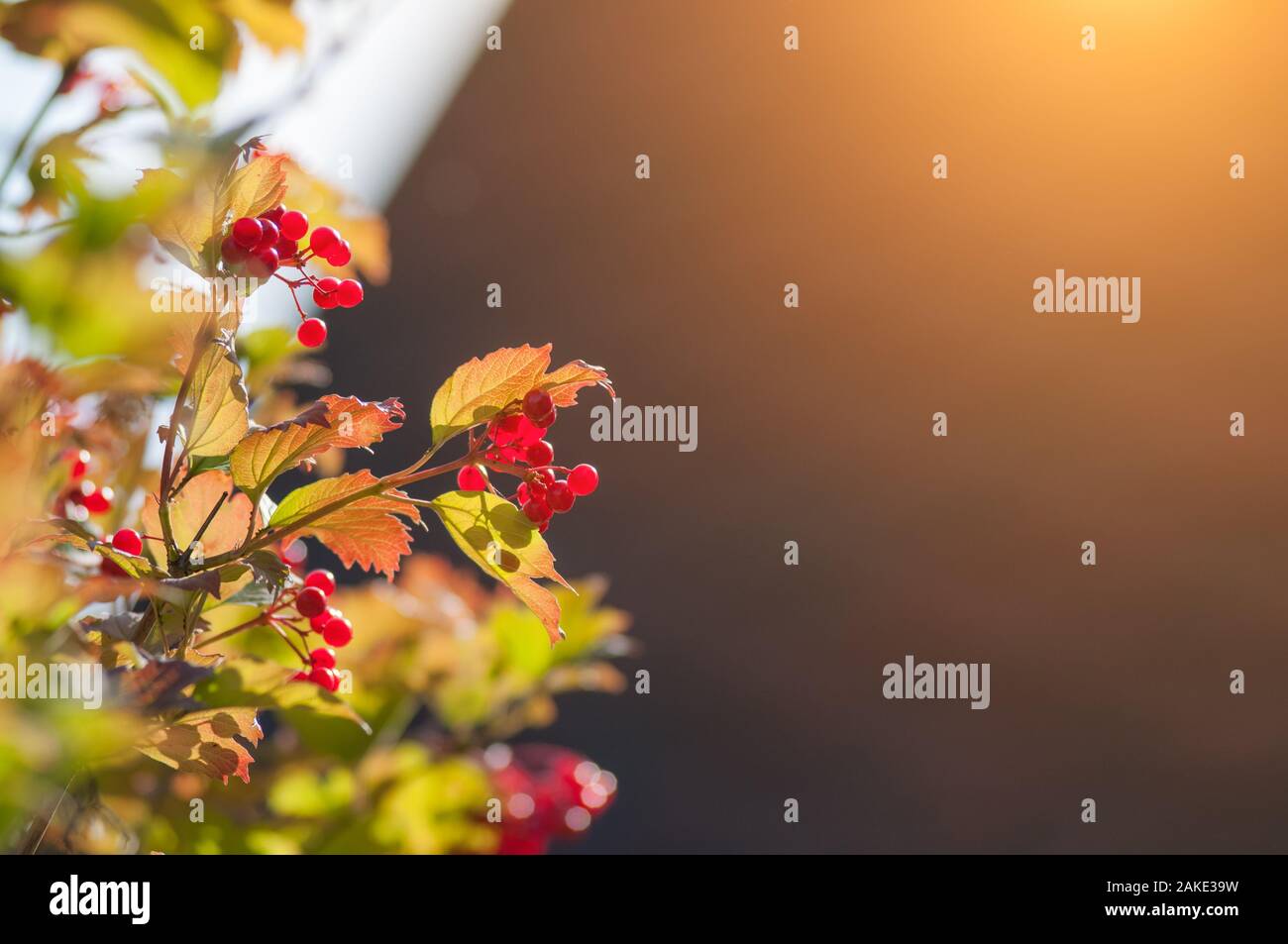 The sun shines through the viburnum berries at sunset Stock Photo - Alamy