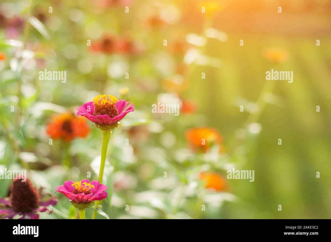 Pink Purple Sunlit Flowers with Gerbera Daisy Stock Photo - Alamy