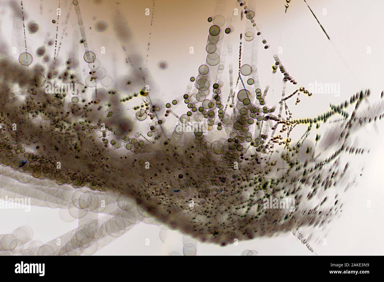 Syphilis bacteria hi-res stock photography and images - Alamy