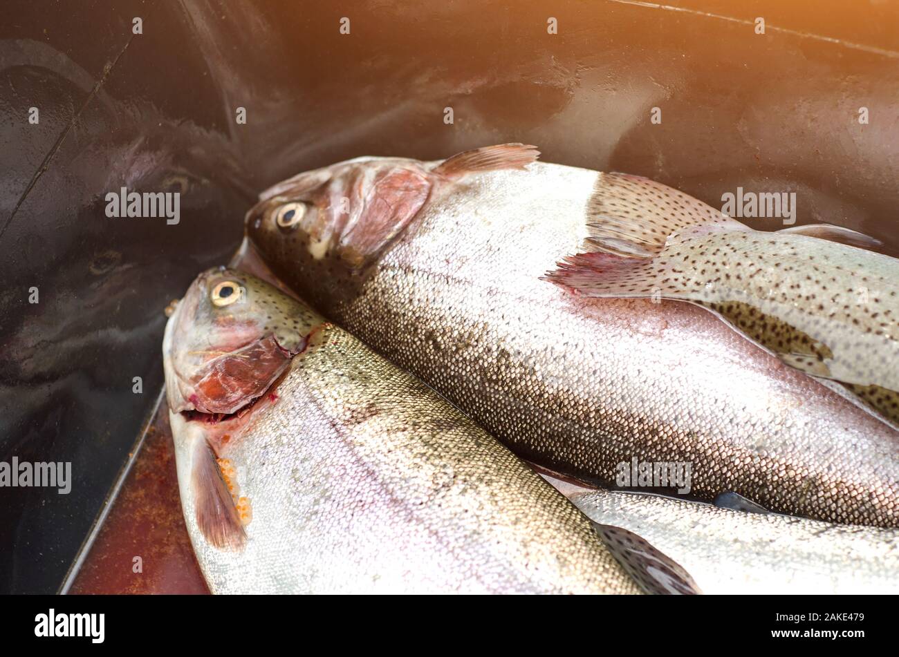 Iced fish russia hi-res stock photography and images - Alamy