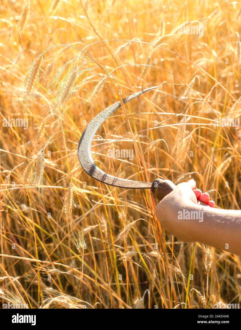 Girl cuts a sickle rye. Sickle is a hand-held traditional agricultural ...