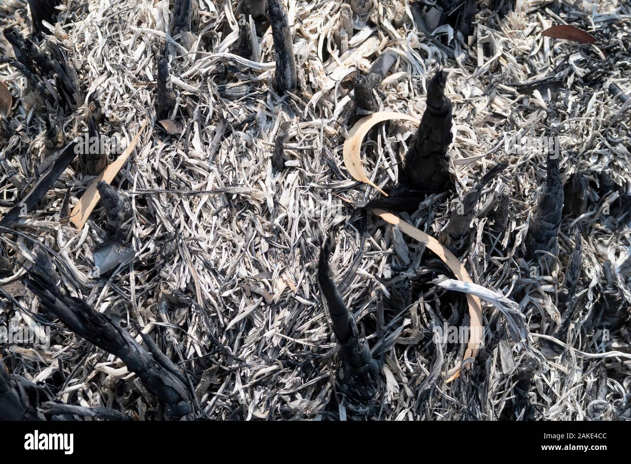 A tree burnt in the bushfires in The Blue Mountains in Australia Stock ...