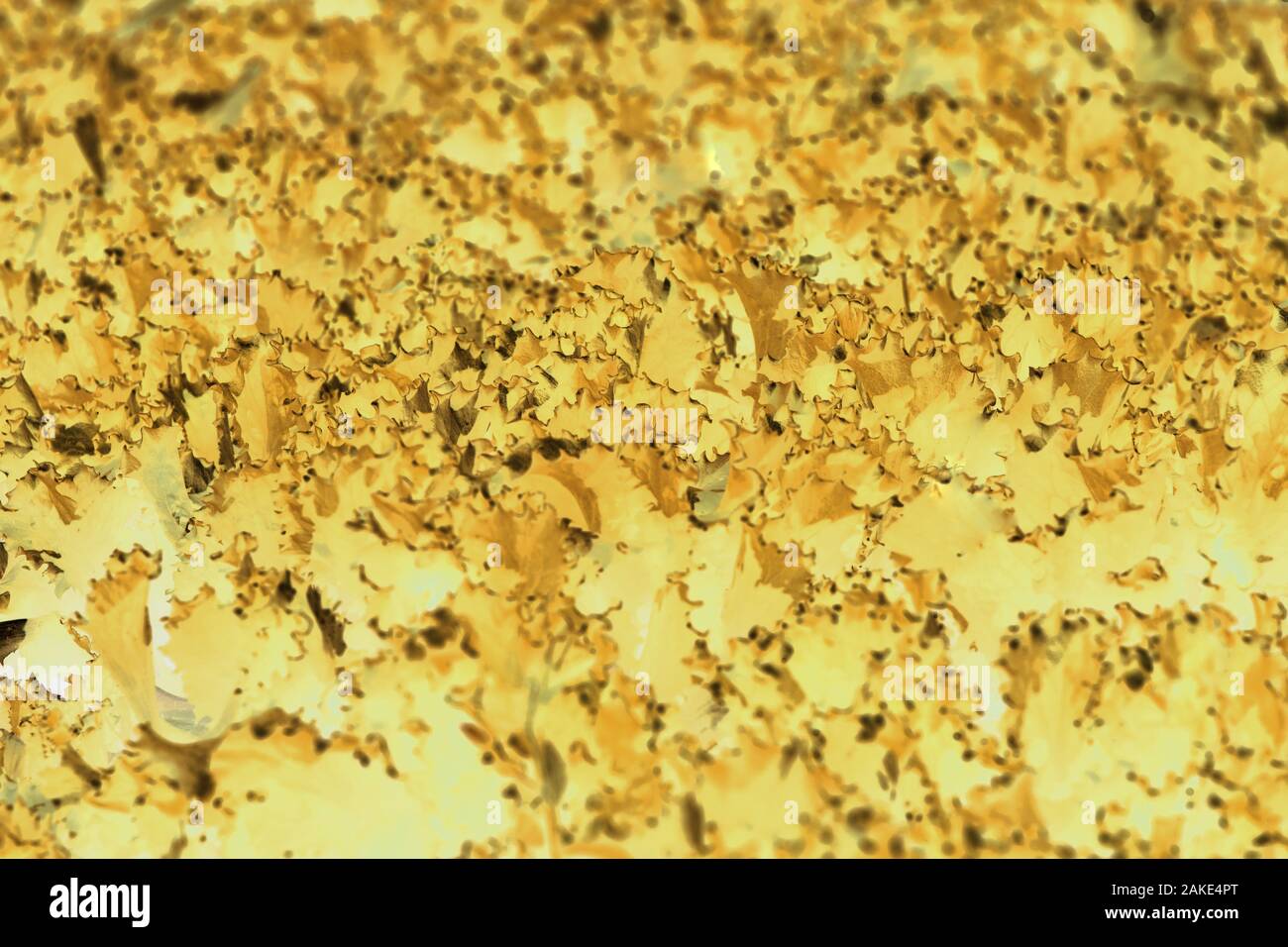 Close up lump of gold mine background texture Stock Photo - Alamy