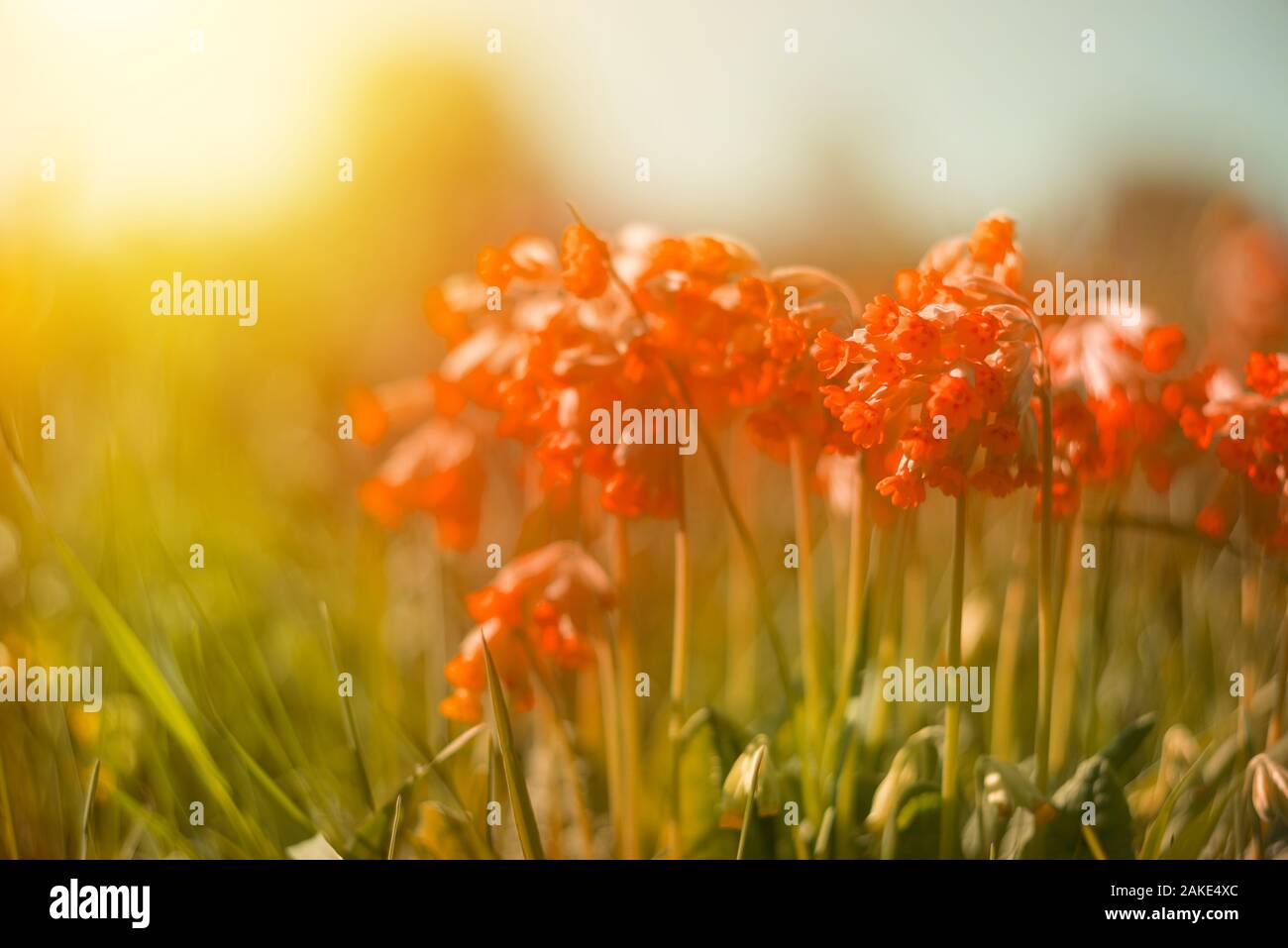 Spring background with beautiful red flowers. Closeup Stock Photo - Alamy