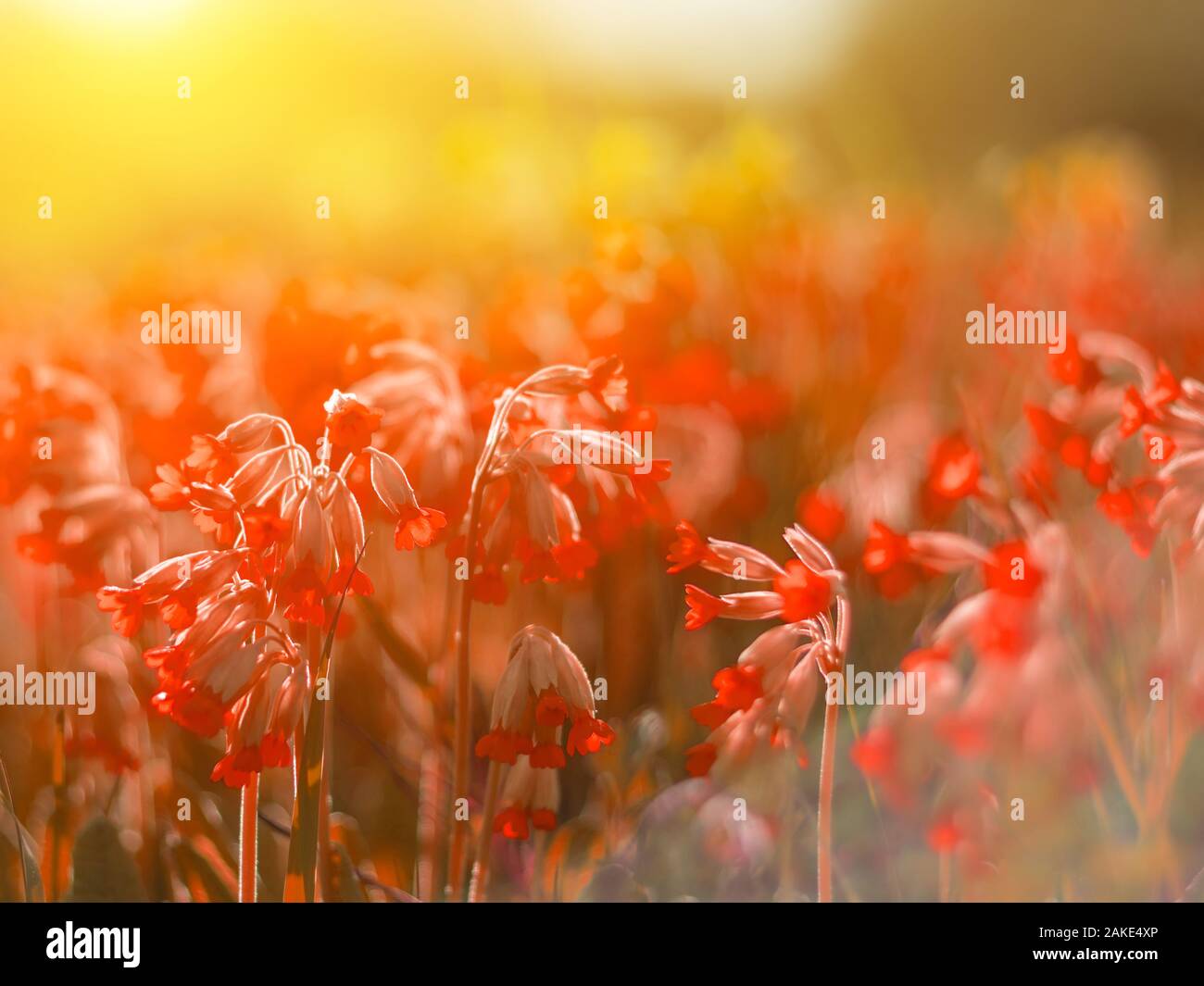 Spring background with beautiful red flowers. Closeup Stock Photo - Alamy