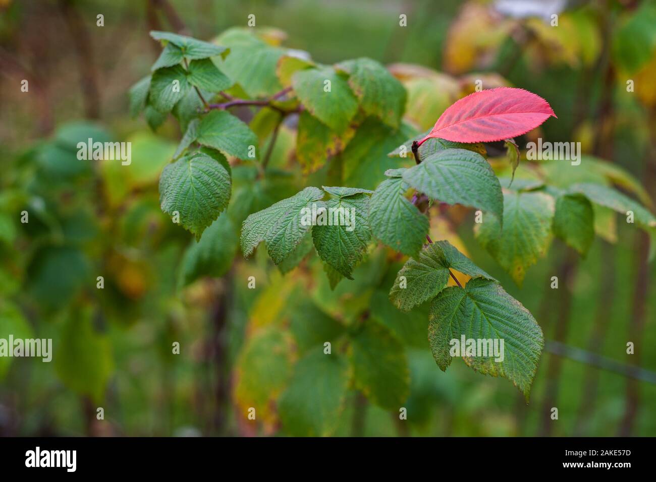 Autumn green leaves of raspberry with red leaf. Conceptually Stock ...