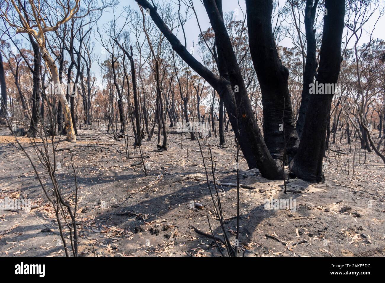 Gum trees burnt in the bushfires in The Blue Mountains in Australia ...