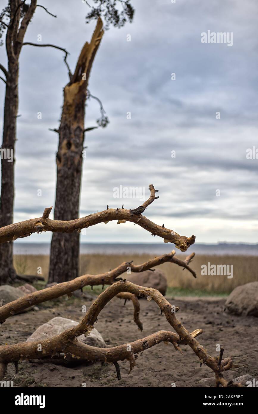 Tornado storm damage causes a large mature maple to be broken and fell ...