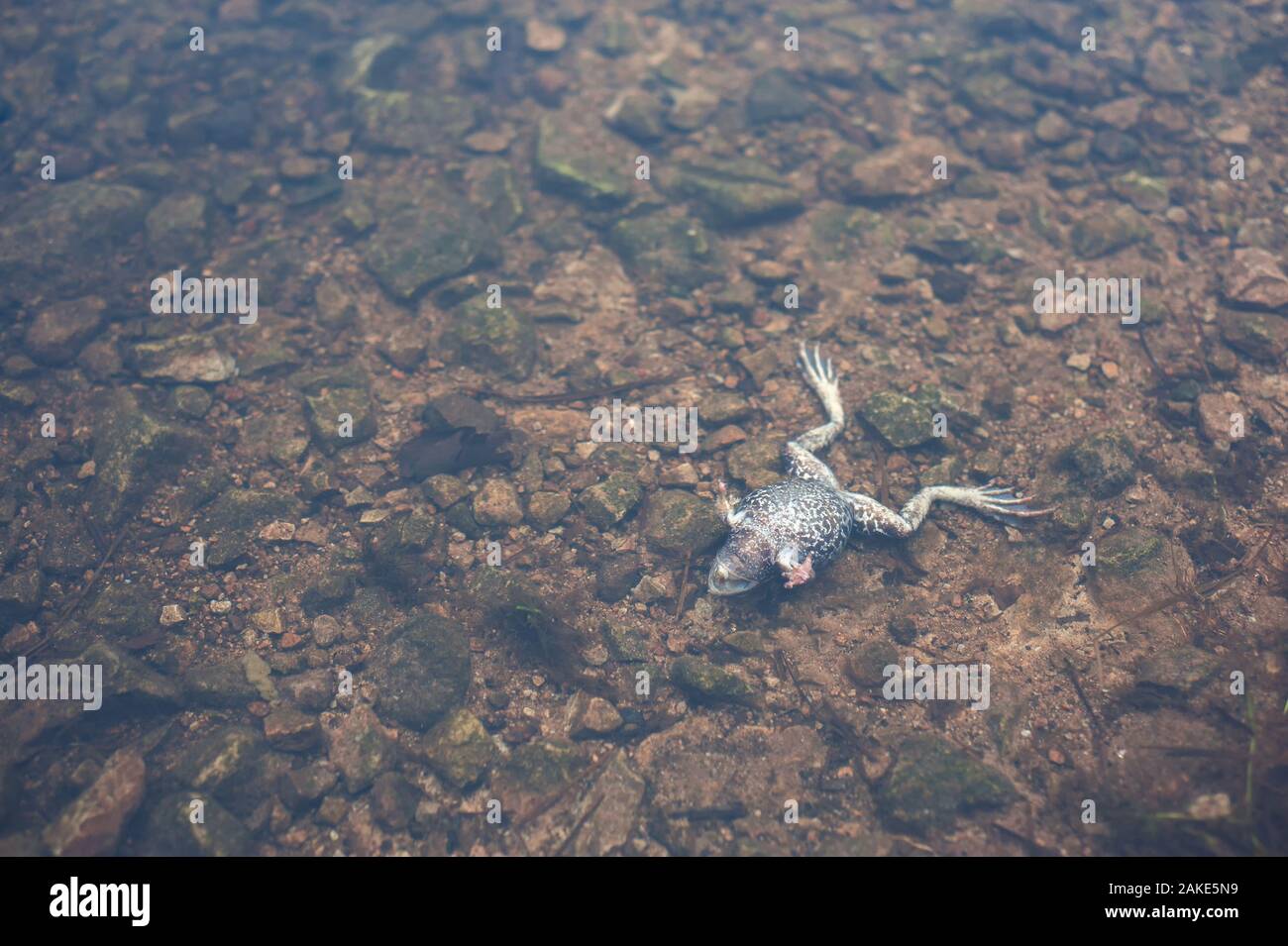 Dead frog hi-res stock photography and images - Alamy