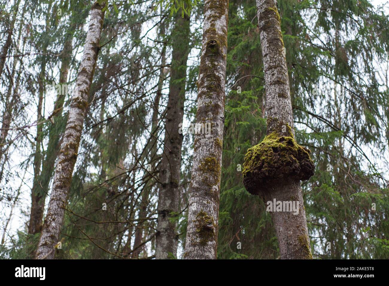 Tree tumor on a pine with green moss Stock Photo - Alamy