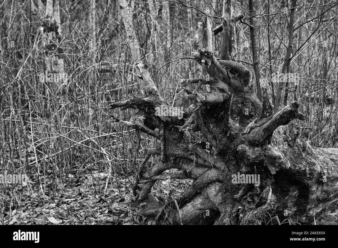A big old fallen tree roots in the forest Stock Photo - Alamy