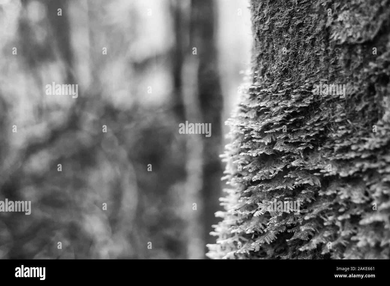 Moss macro in forest Black and White Stock Photos & Images - Alamy