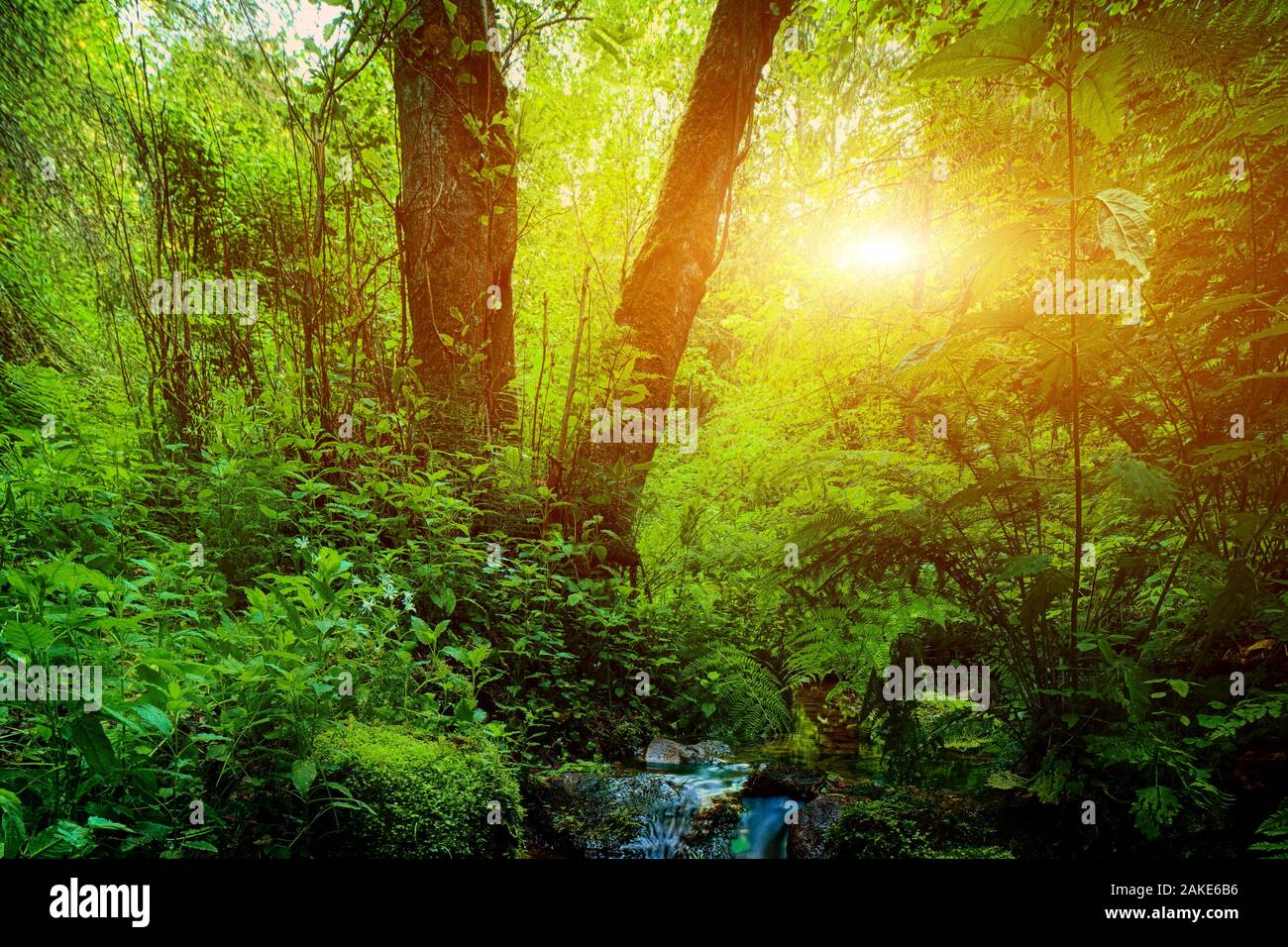 Wonderful rainforest creek and stones at sunset Stock Photo - Alamy