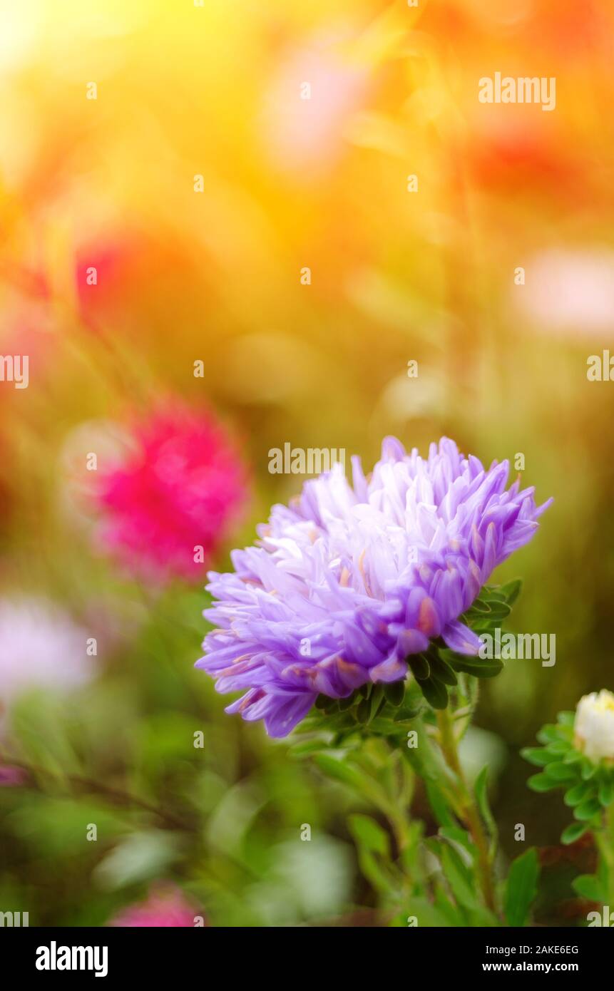 Colorful chrysanthemum flower macro shot. Chrysanthemum yellow, red ...