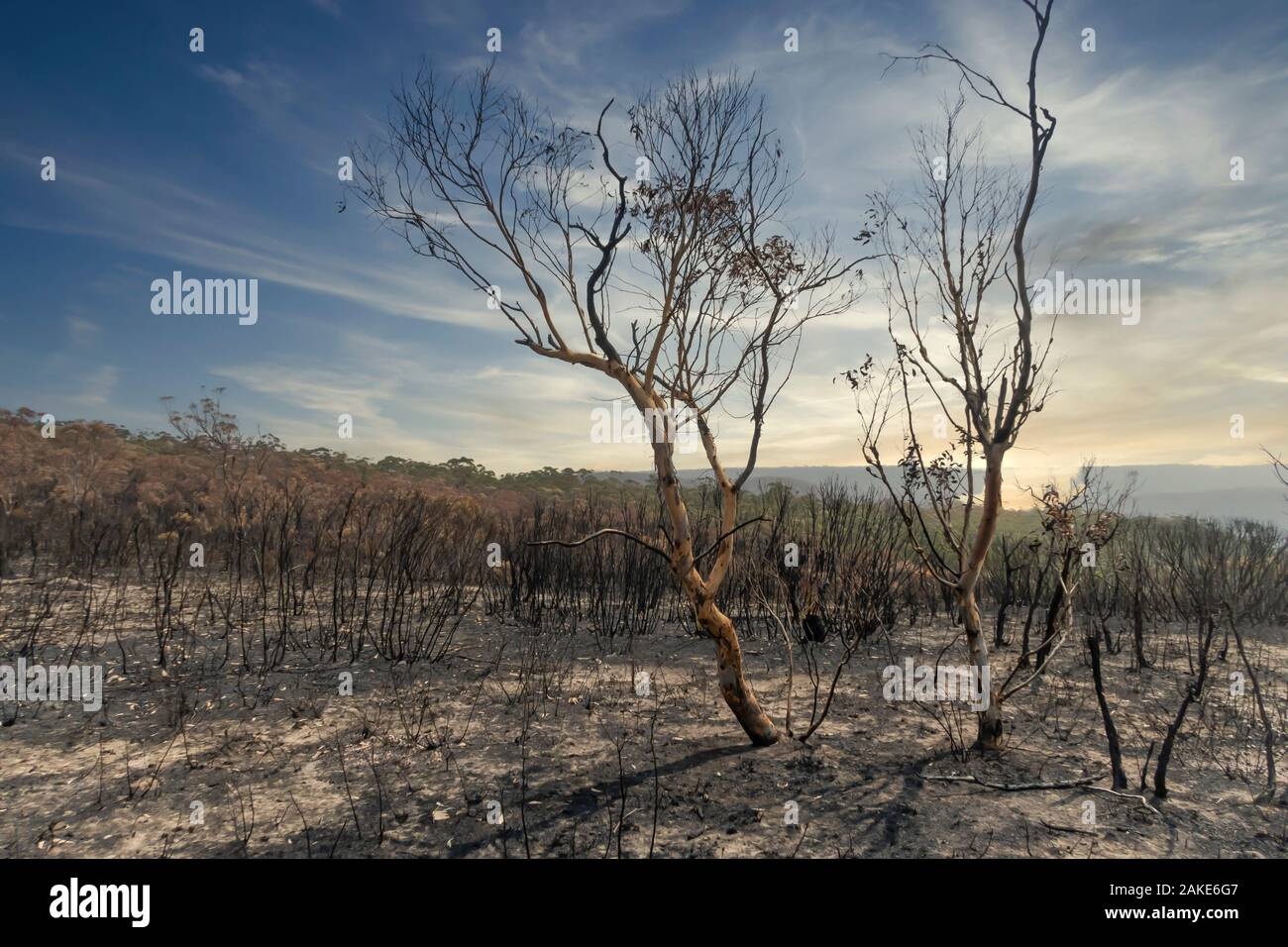 Gum trees burnt in the bushfires in The Blue Mountains in Australia ...