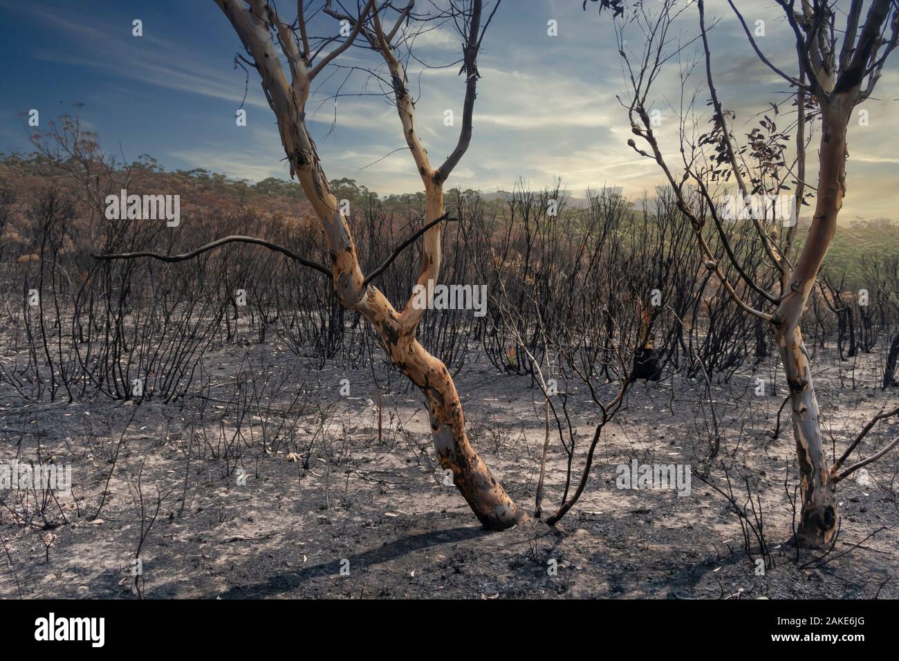 Gum trees burnt in the bushfires in The Blue Mountains in Australia ...