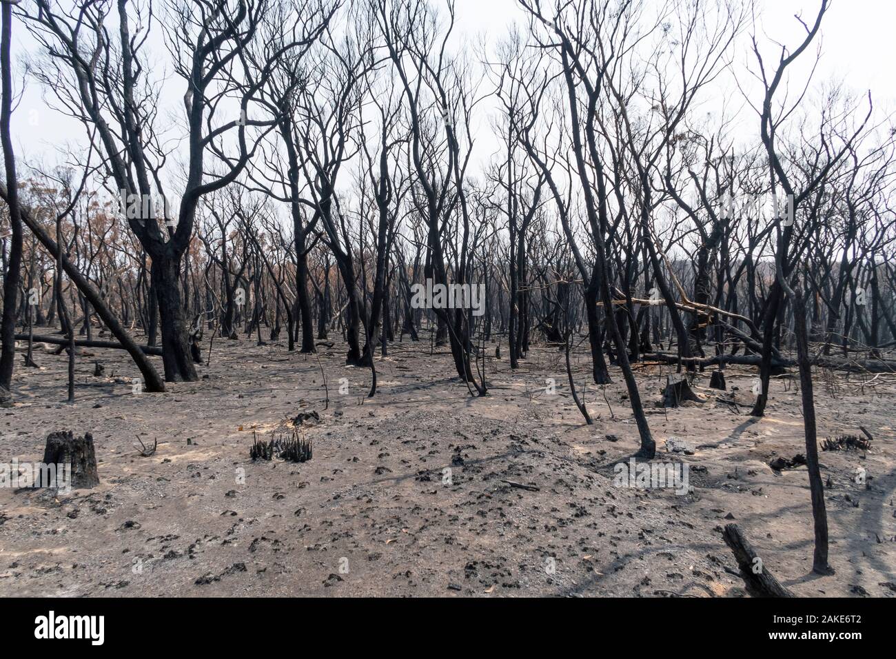 Gum trees burnt in the bushfires in The Blue Mountains in Australia ...