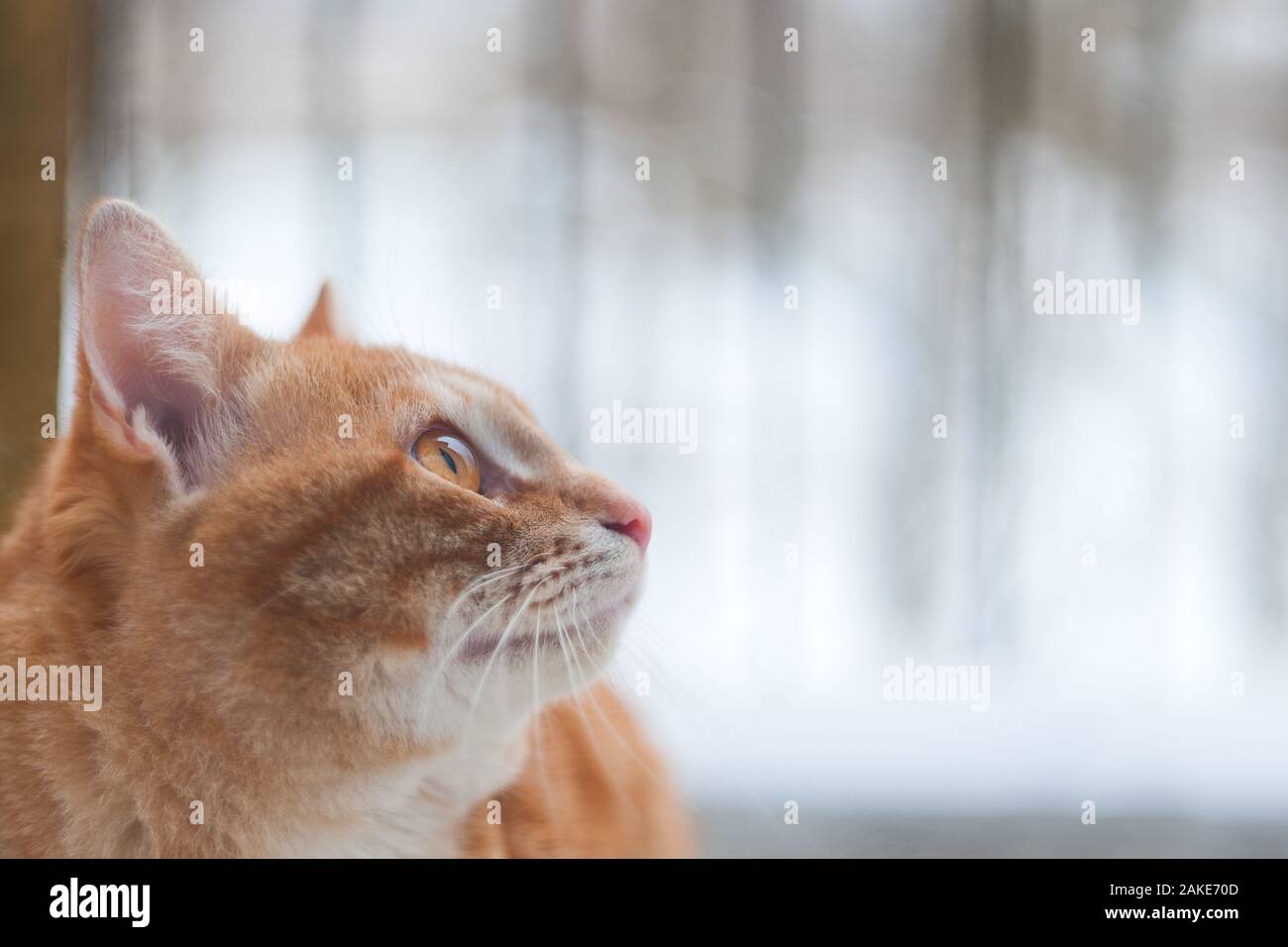 Side Of Ginger Cat Looking Something With Nature Background. Side View ...