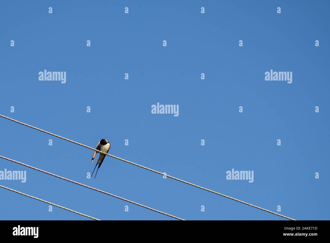 Swallow bird sitting at electric wires. Barn swallow perched on a wire ...
