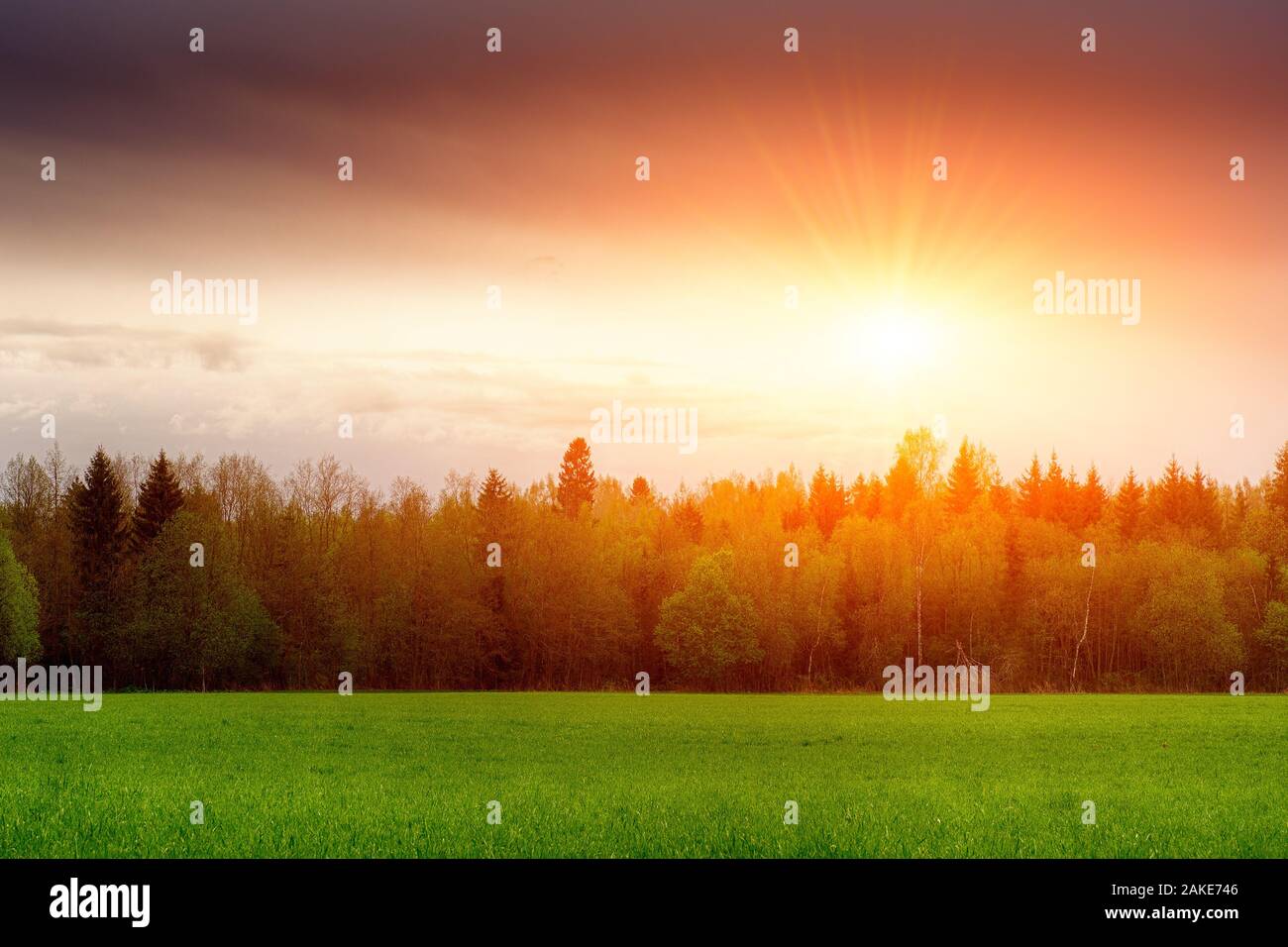Landscape, sunny dawn in a field. Field of grass and colorful sunset ...