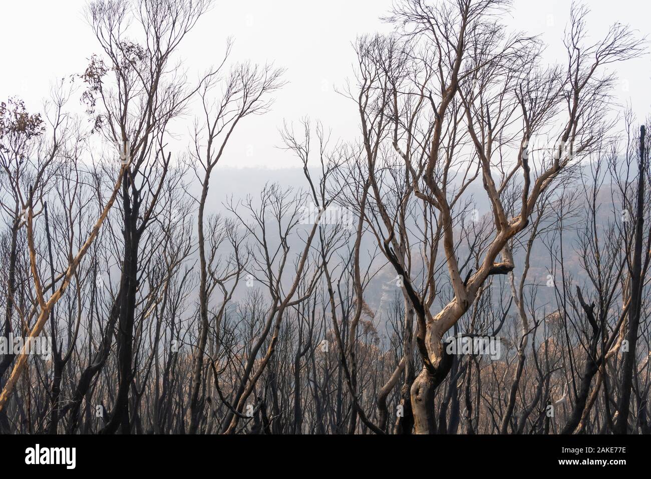 Gum trees burnt in the bushfires in The Blue Mountains in Australia ...