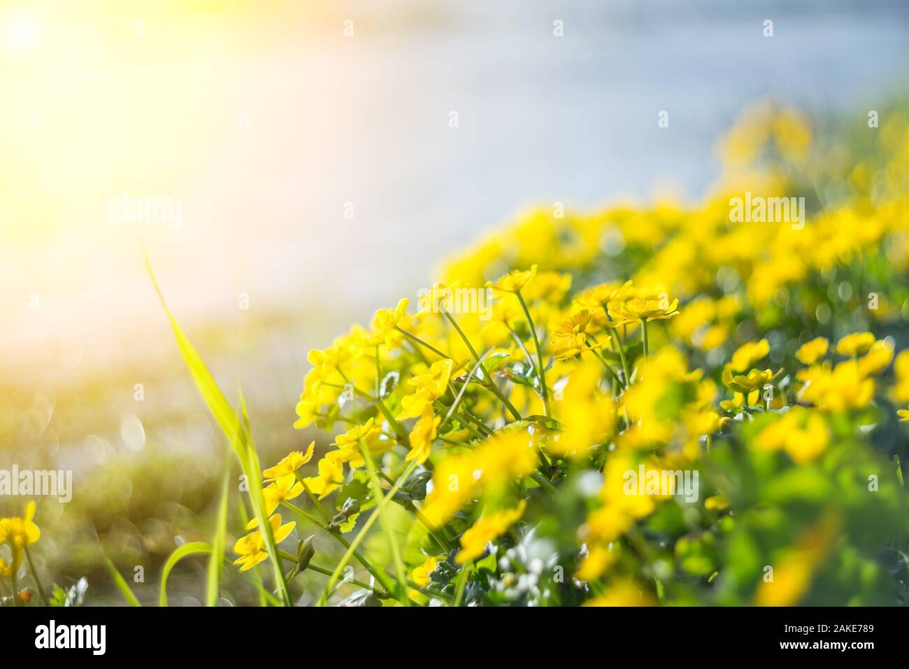 Yellow wild flowers by the river with sun rays Stock Photo - Alamy