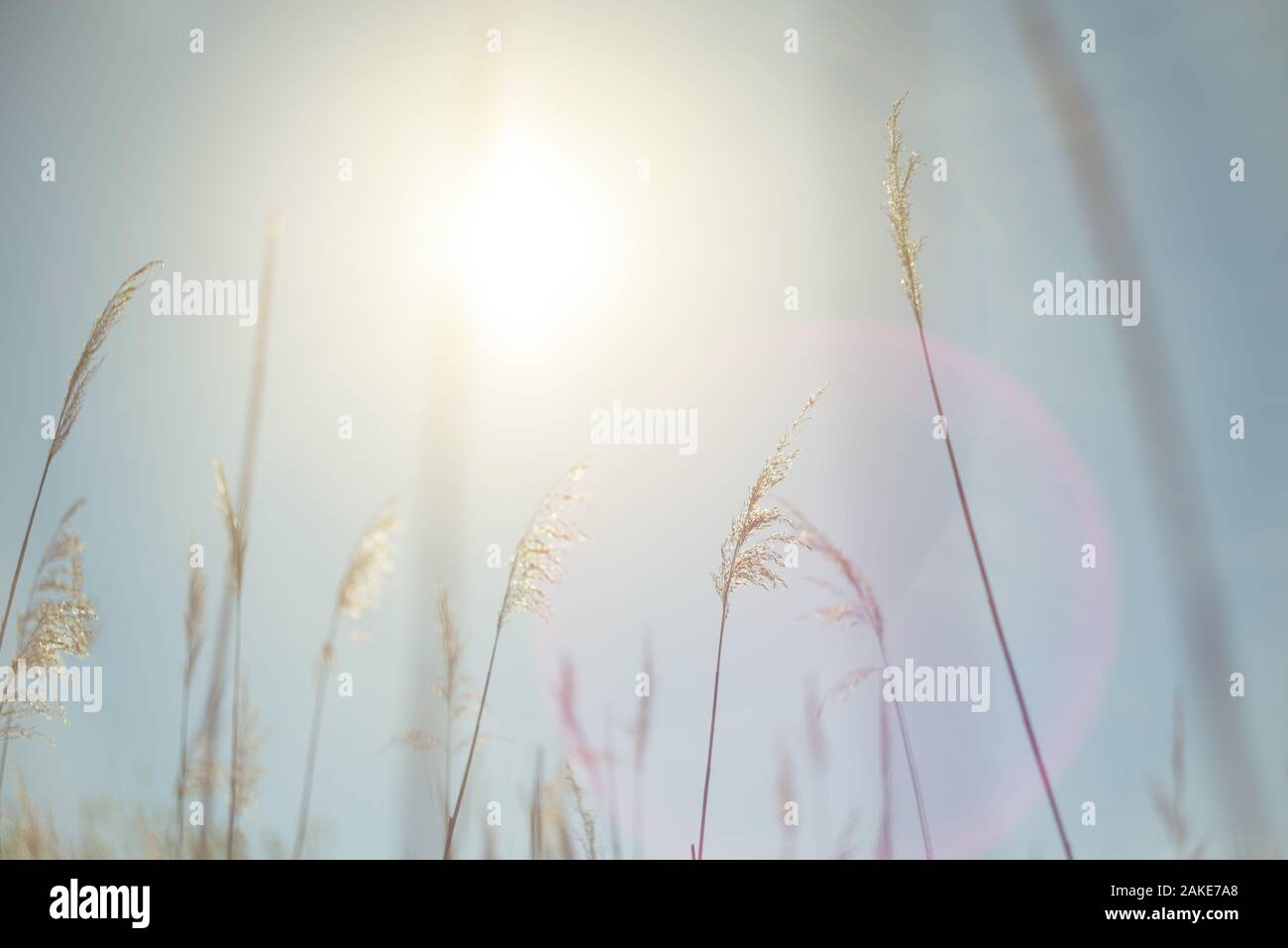 Beautiful serene waving reed in the sunlight Stock Photo - Alamy