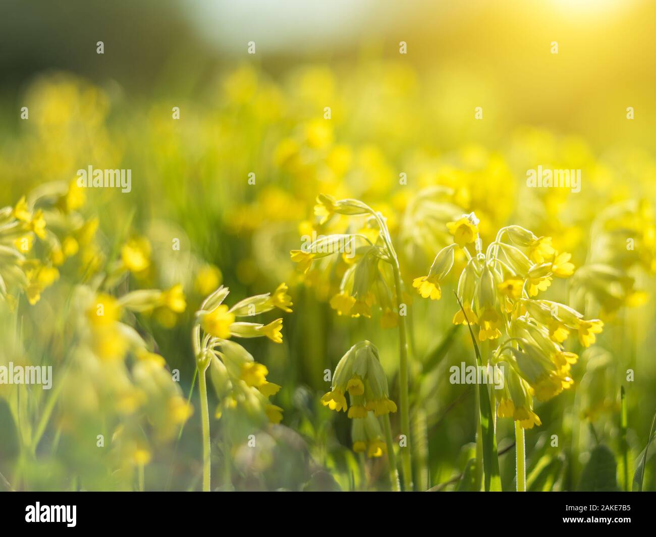 Spring background with beautiful yellow flowers. Closeup Stock Photo ...