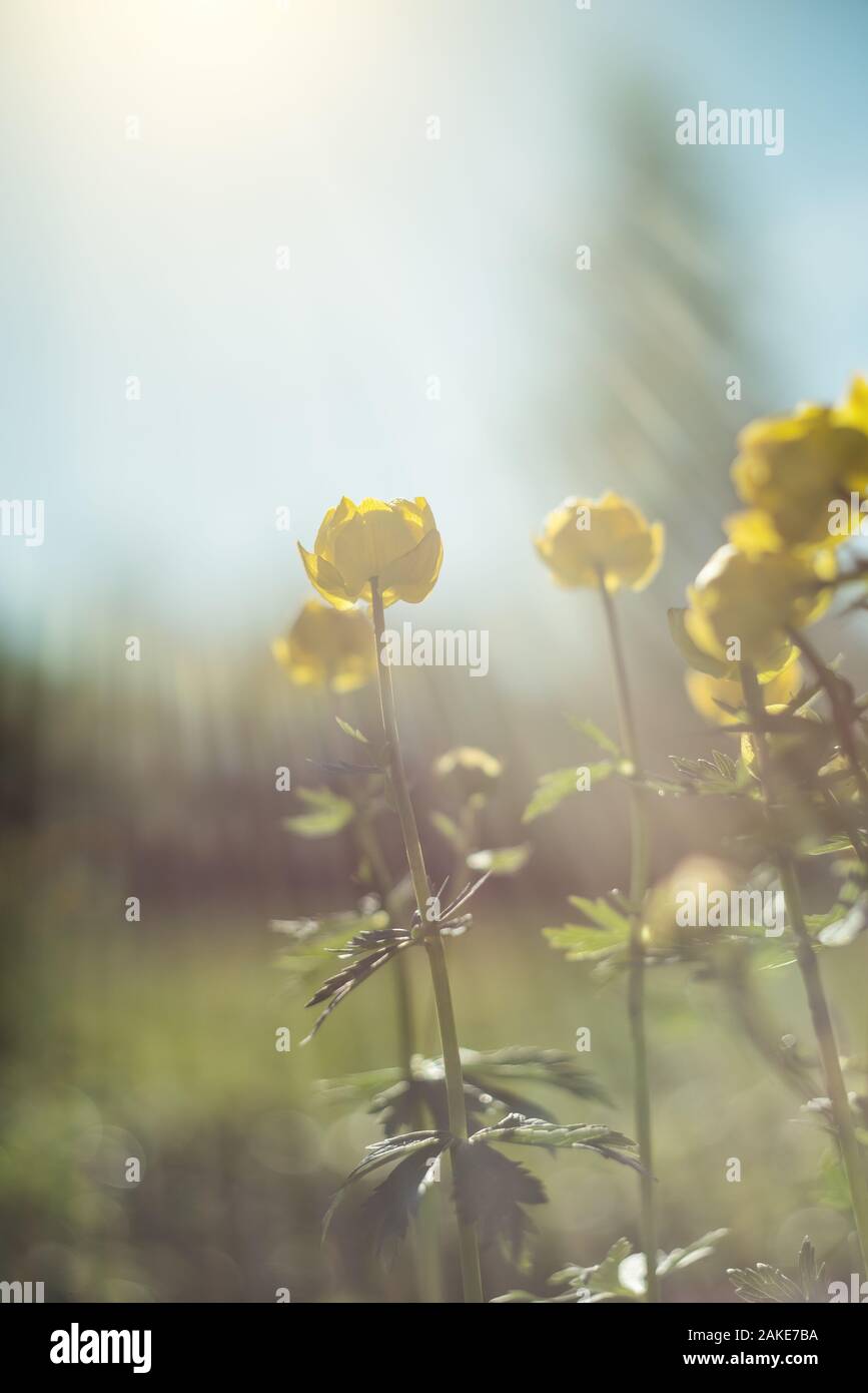 Spring background with beautiful yellow flowers. Closeup Stock Photo ...